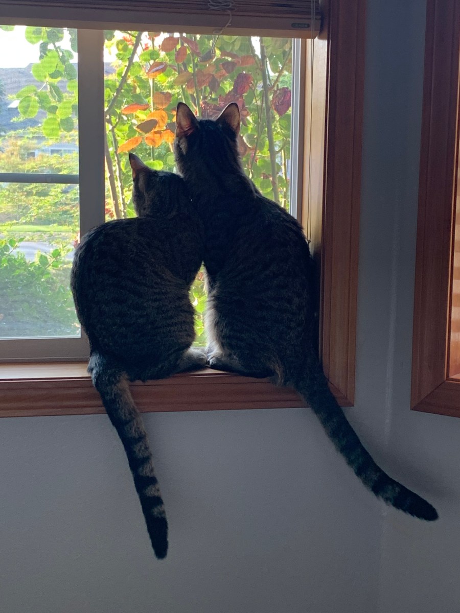 On *Not* Letting The Cat Out Of The Bag | Bailey Say What